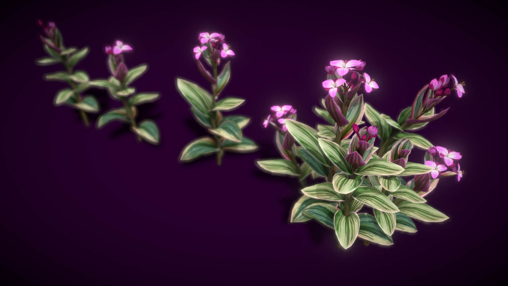 Flower Tradescantia Nanouk - 3D Model by cuongvc
