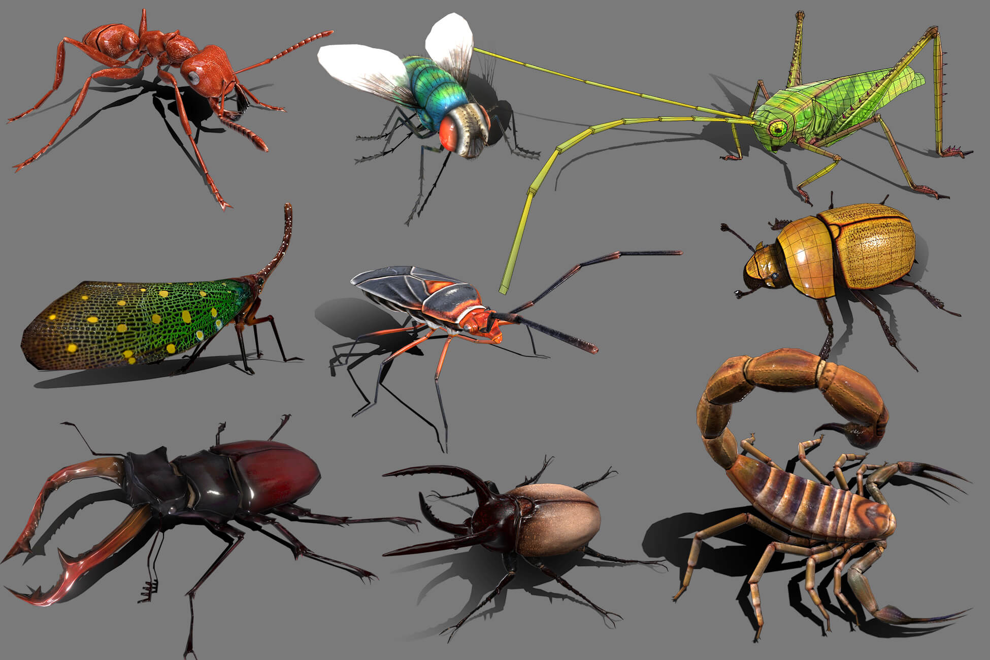 Insect Collections 3d Model By Cuongvc
