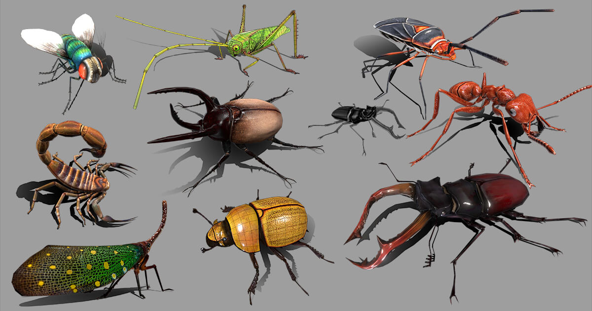 Insect Collections 3d Model By Cuongvc