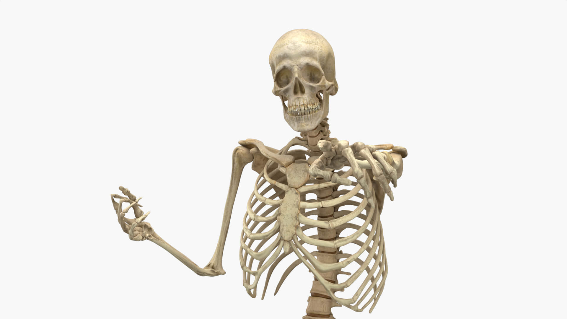 Skeleton - 3D Model by Cyberon1ck