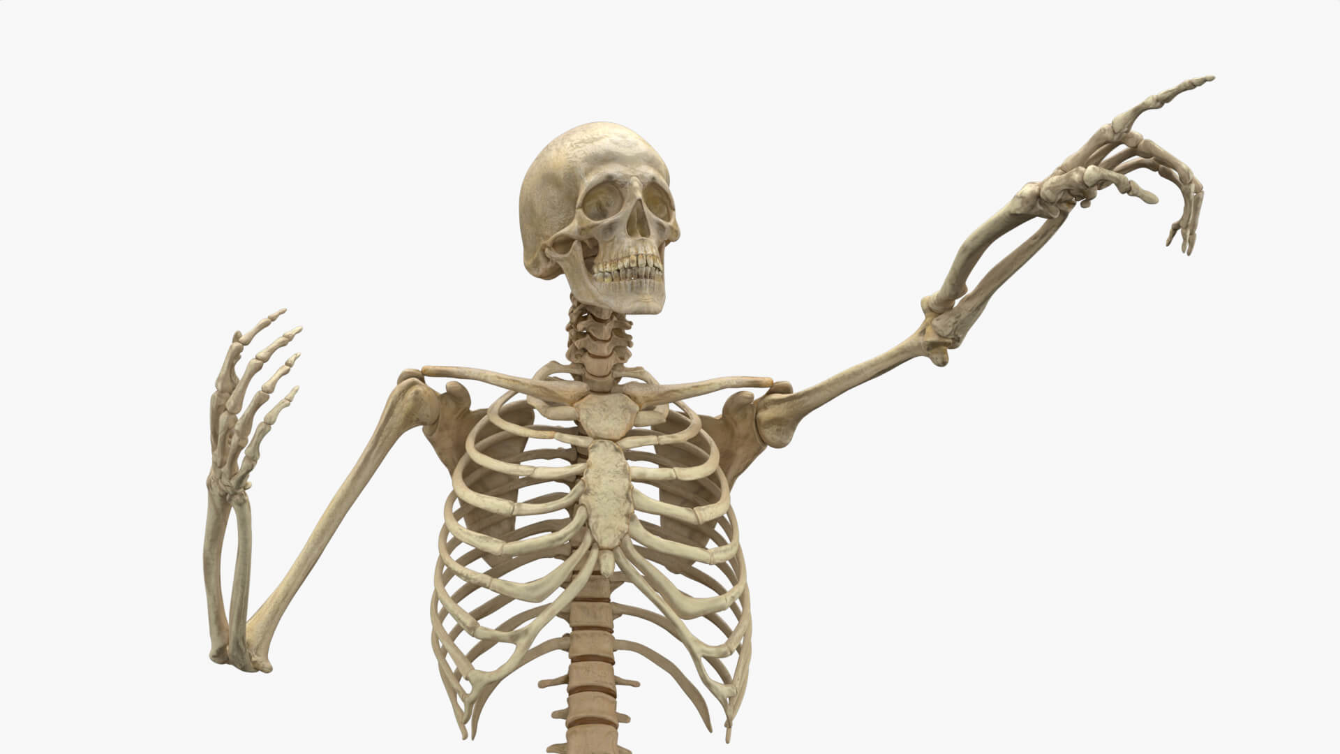 Skeleton - 3D Model by Cyberon1ck