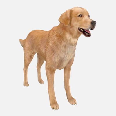 Dog Golden Retriever RIGGED - 3D Model by Cyberon1ck