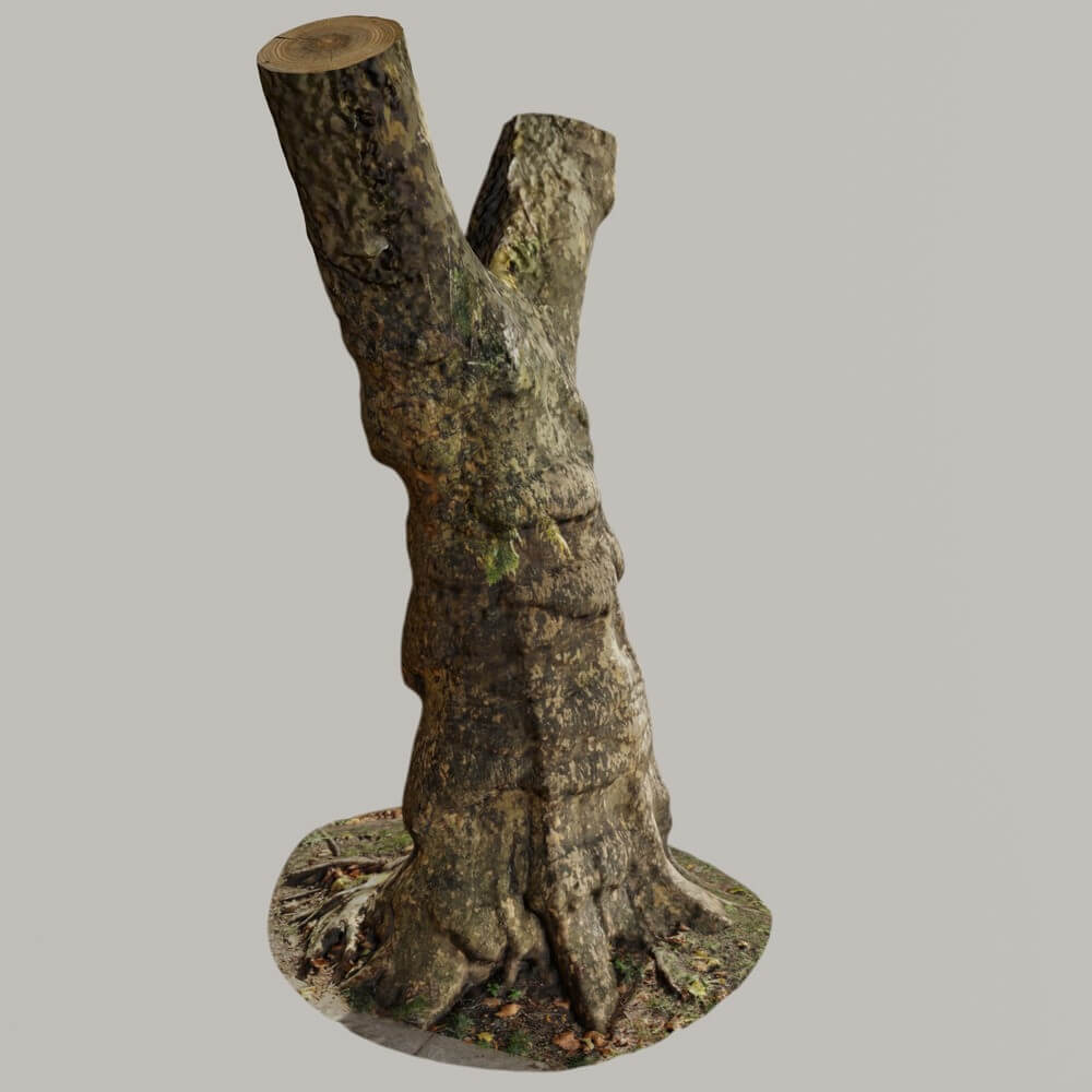 Old Gnarled Birch Tree - 3D Model by Dark_Matter_Art