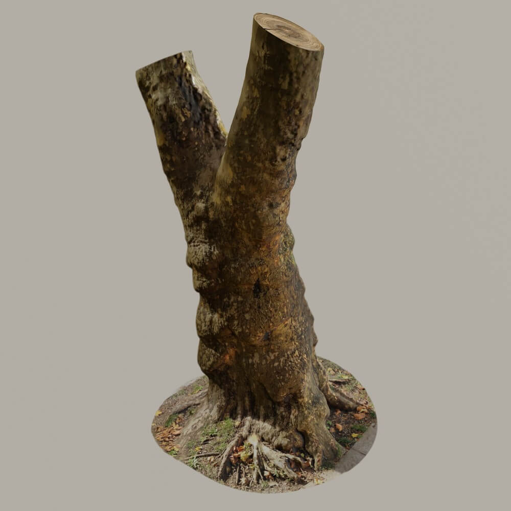 Old Gnarled Birch Tree - 3D Model by Dark_Matter_Art