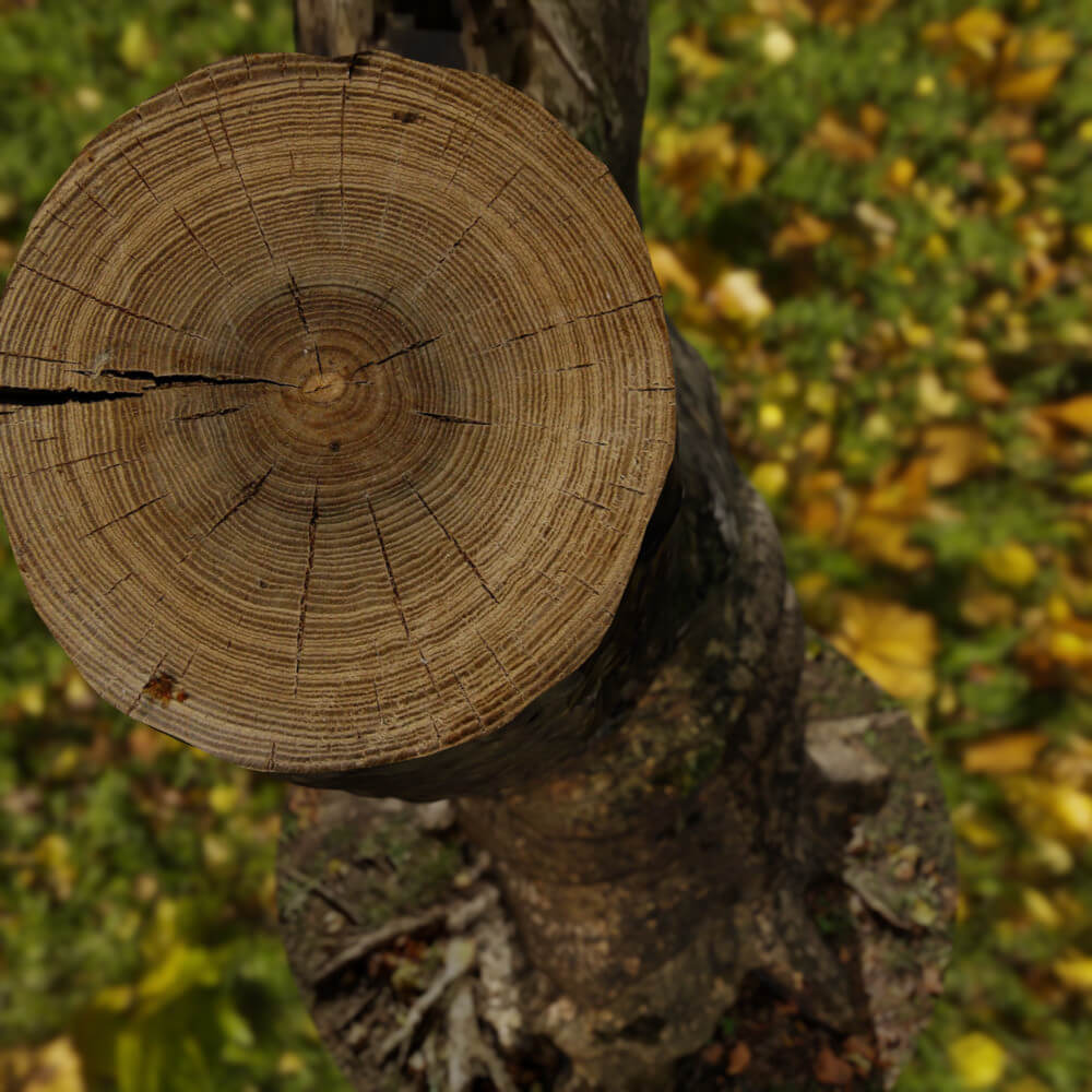 Old Gnarled Birch Tree - 3D Model by Dark_Matter_Art