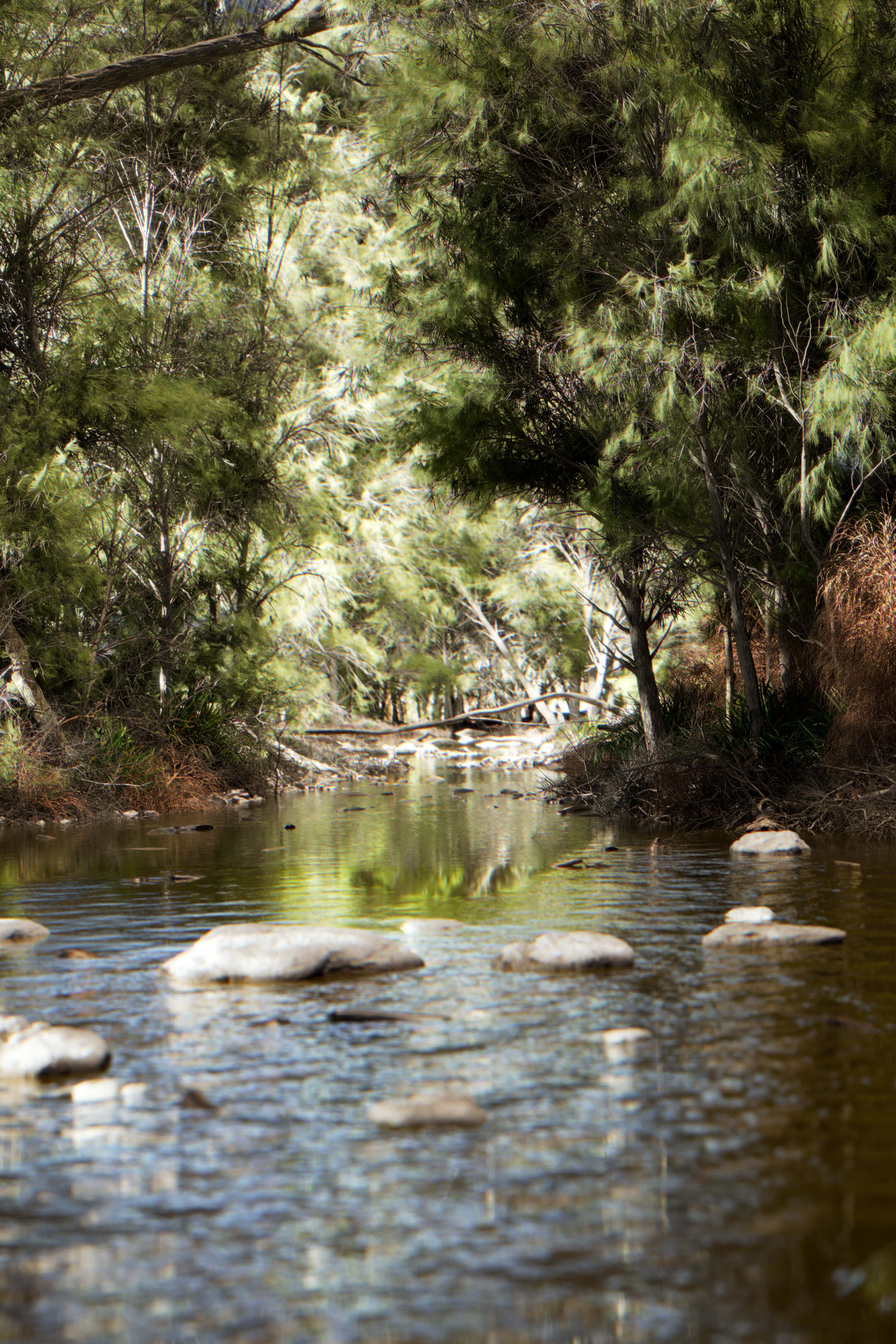 Australian bushland recreation 3D Render by davesujono