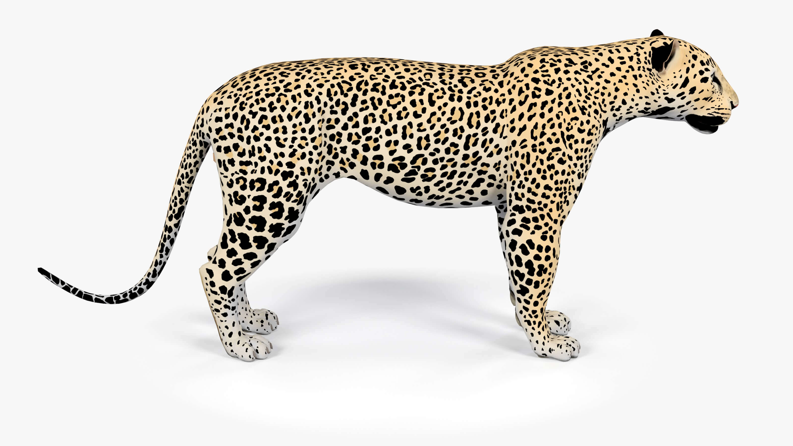 Leopard - 3D Model by daviddanji