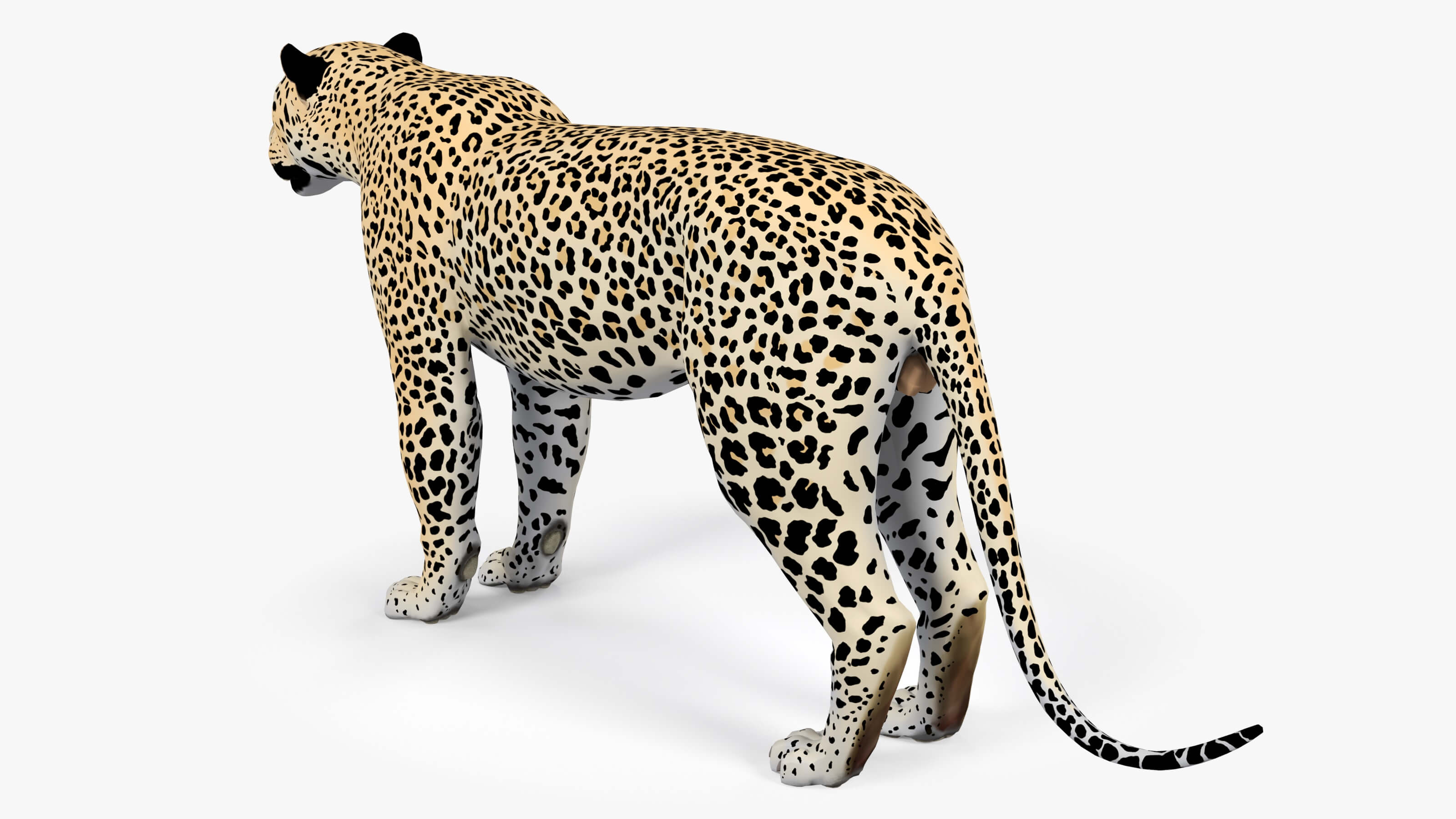 Leopard - 3D Model by daviddanji