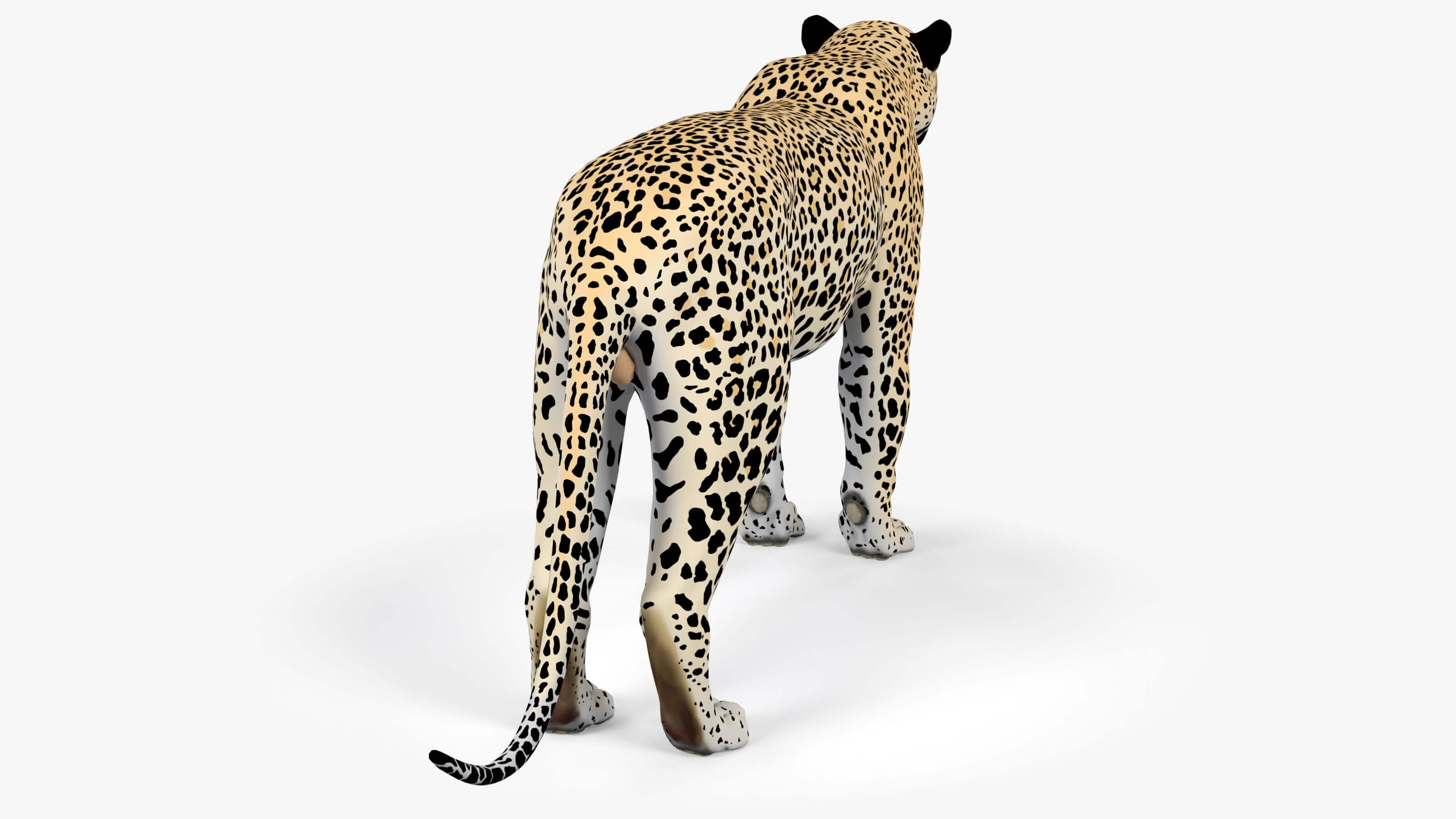 Leopard - 3D Model by daviddanji