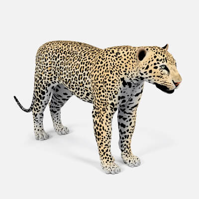 Game Ready Models | Animals | Leopards | RenderHub