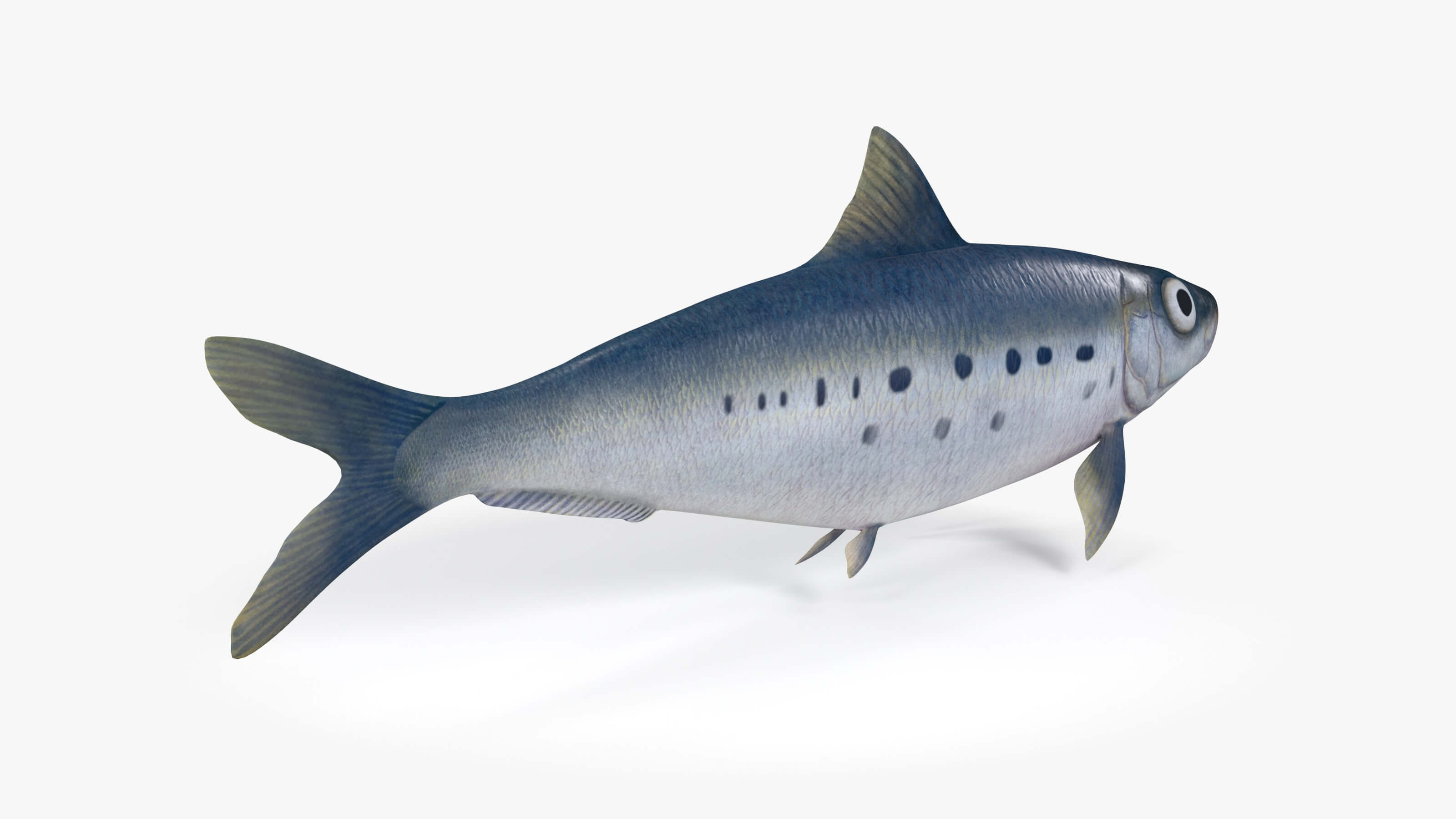 Sardine Fish - 3D Model by daviddanji