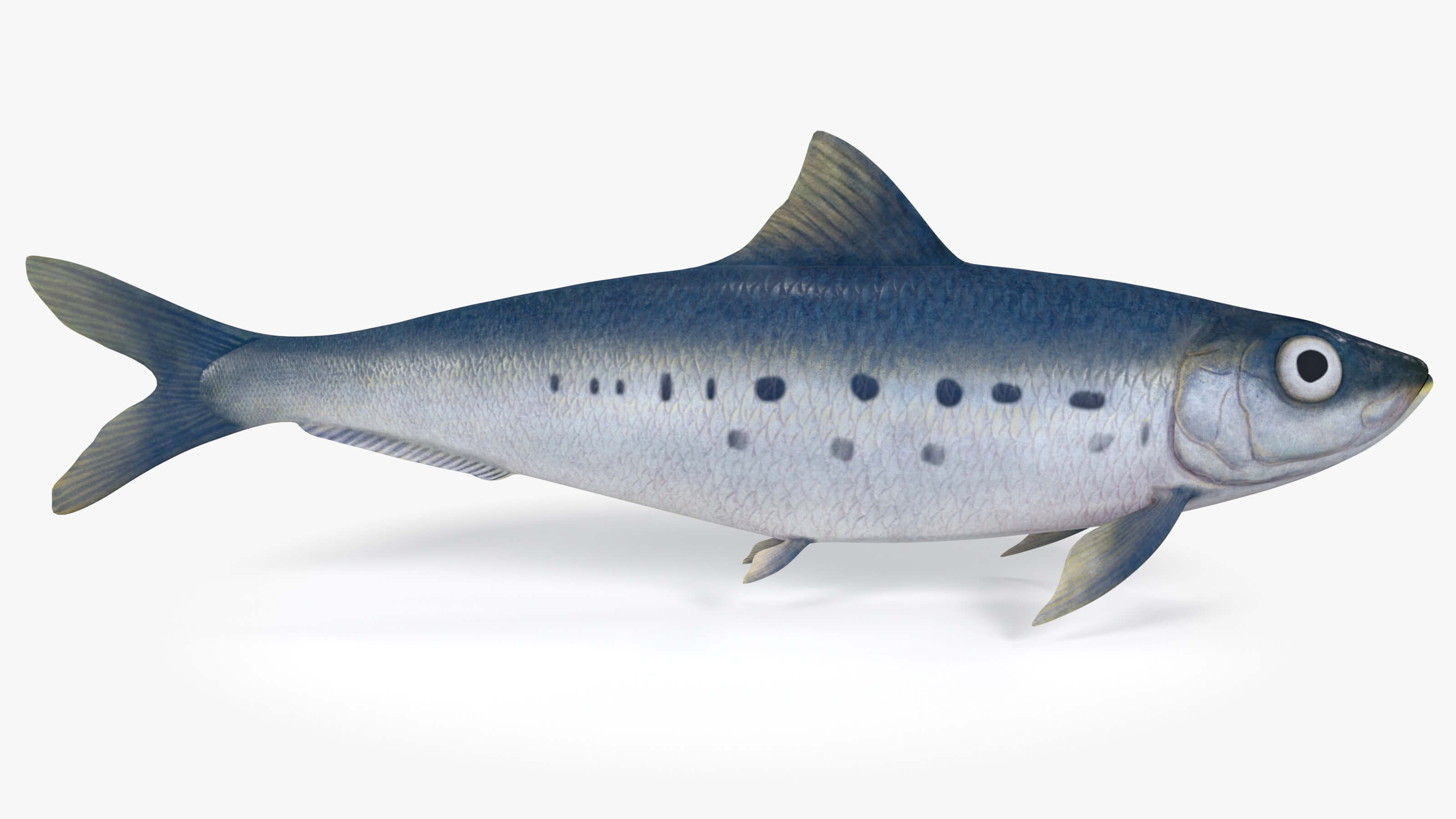 Sardine Fish - 3D Model by daviddanji