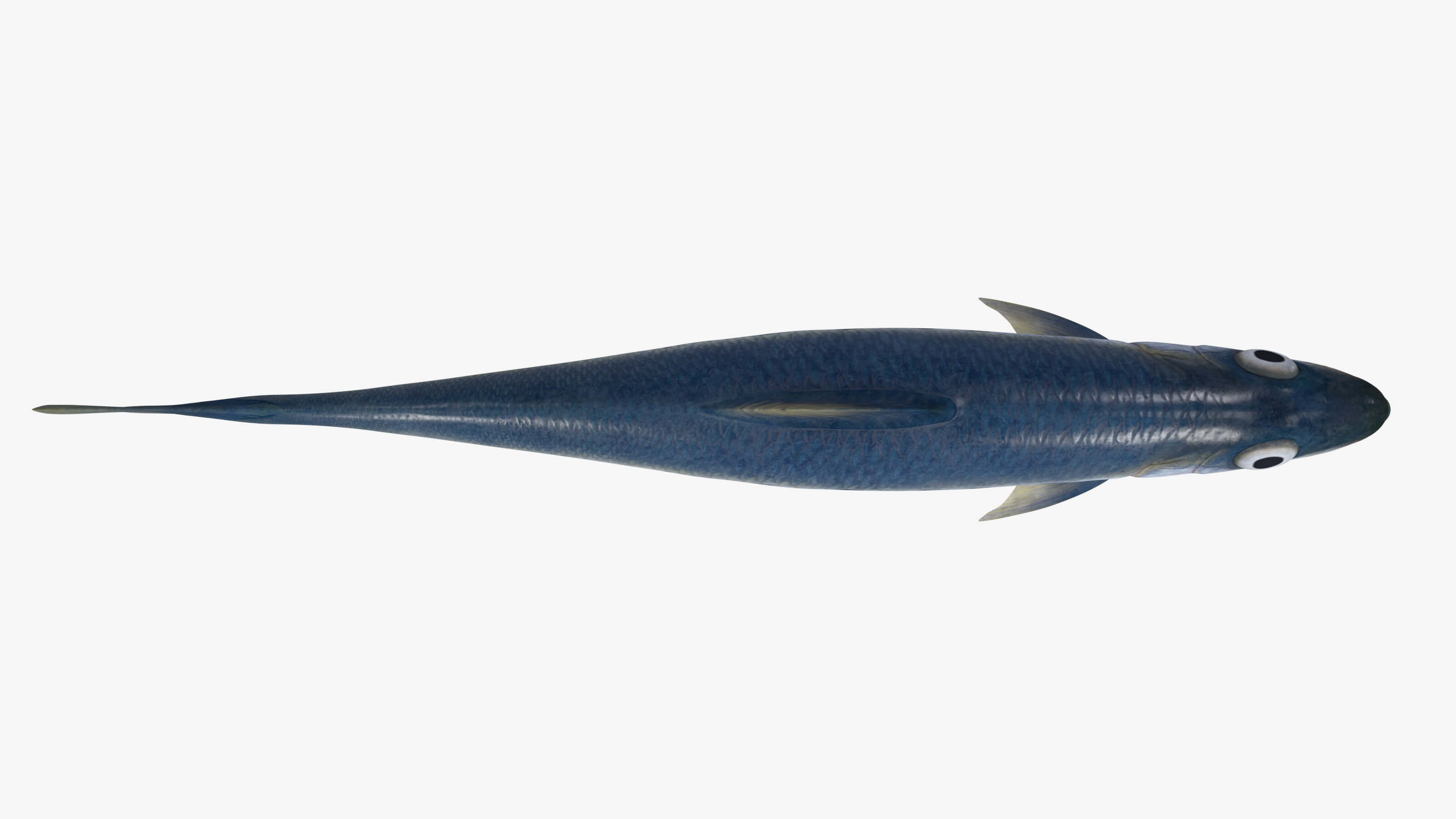 Sardine Fish - 3D Model by daviddanji