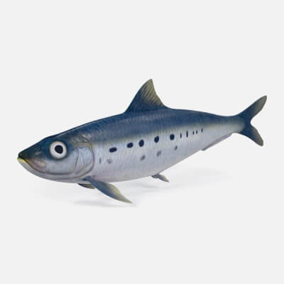 Sardine Fish - 3D Model by daviddanji