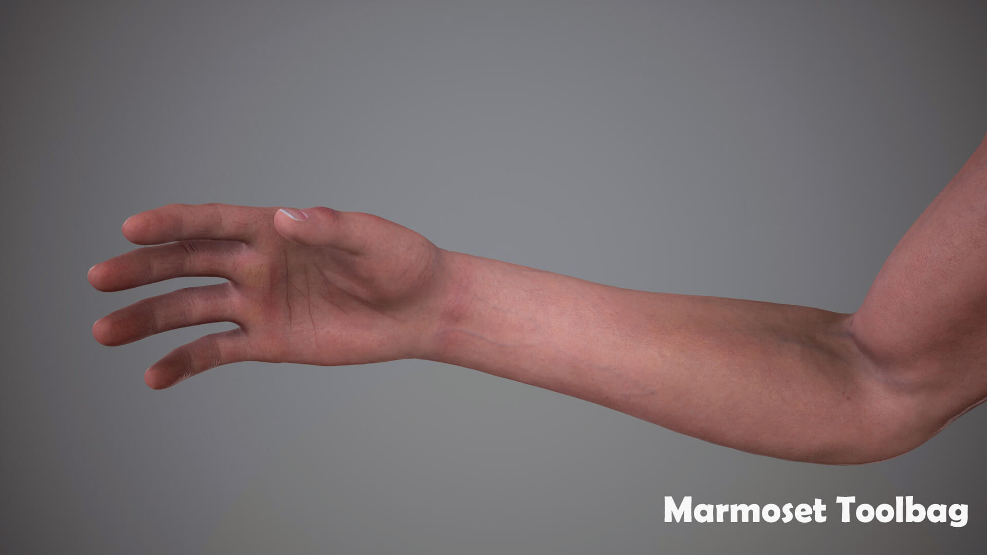 FPS Arms 01 Rigged - 3D Model by Davlet