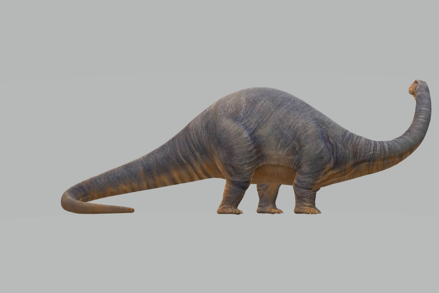 Apatosaurus Dinosaur - 3D Print Model by dawnhurt