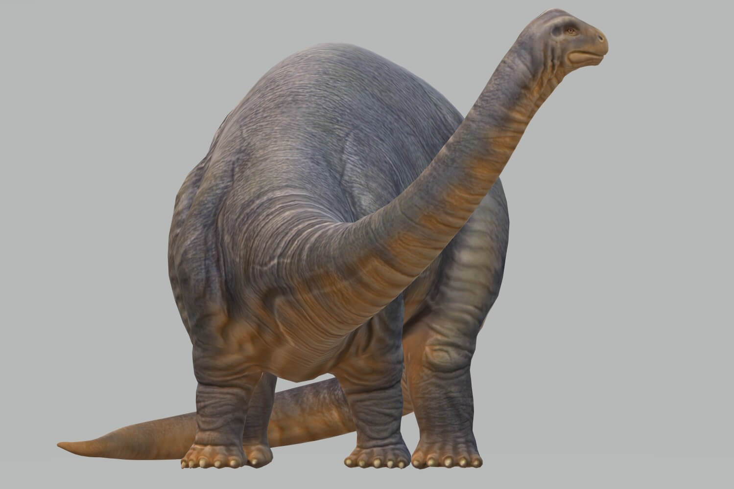 Apatosaurus Dinosaur - 3D Model by dawnhurt