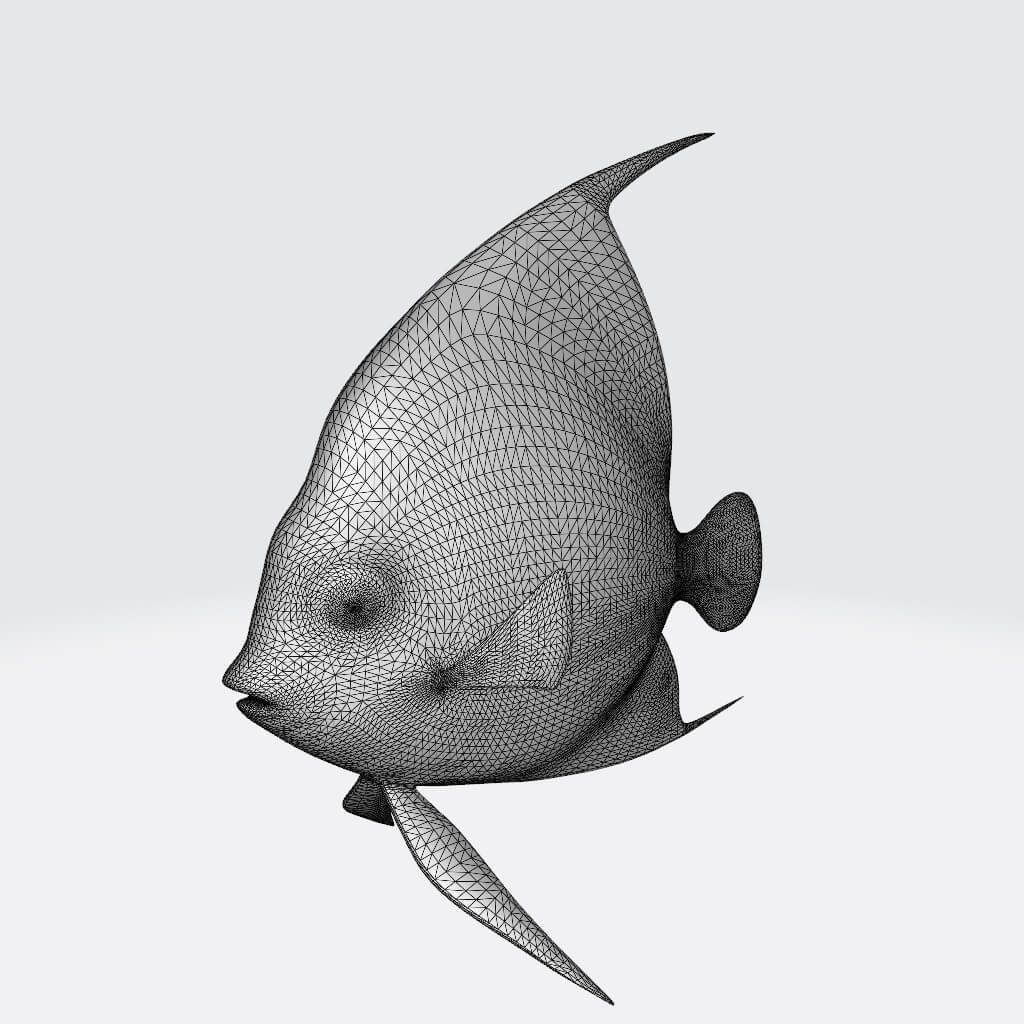 Black Angelfish - 3D Model by dawnhurt