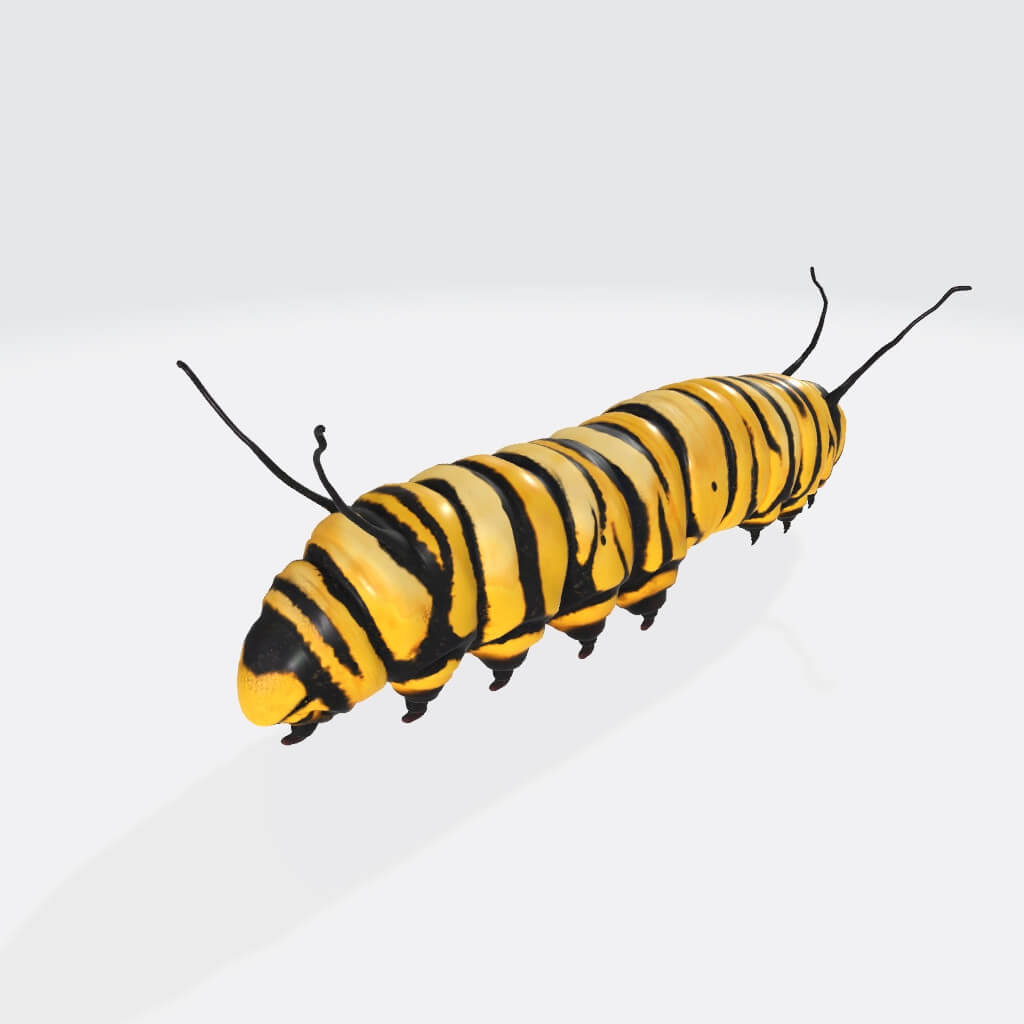 Caterpillar Insect - 3D Model by dawnhurt