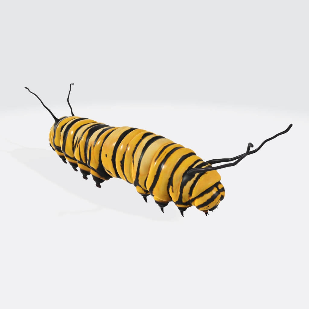 Caterpillar Insect - 3D Model by dawnhurt