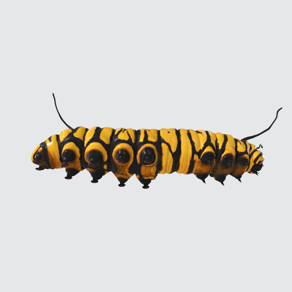 Caterpillar Insect - 3D Model by dawnhurt