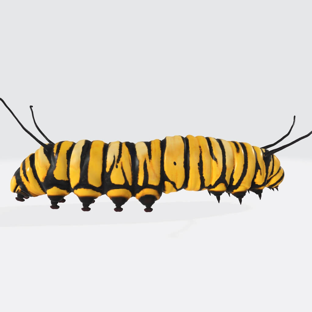 Caterpillar Insect - 3D Model by dawnhurt