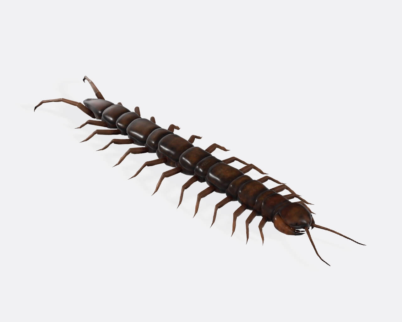 Centipede Insect Sculptures - 3D Model by dawnhurt