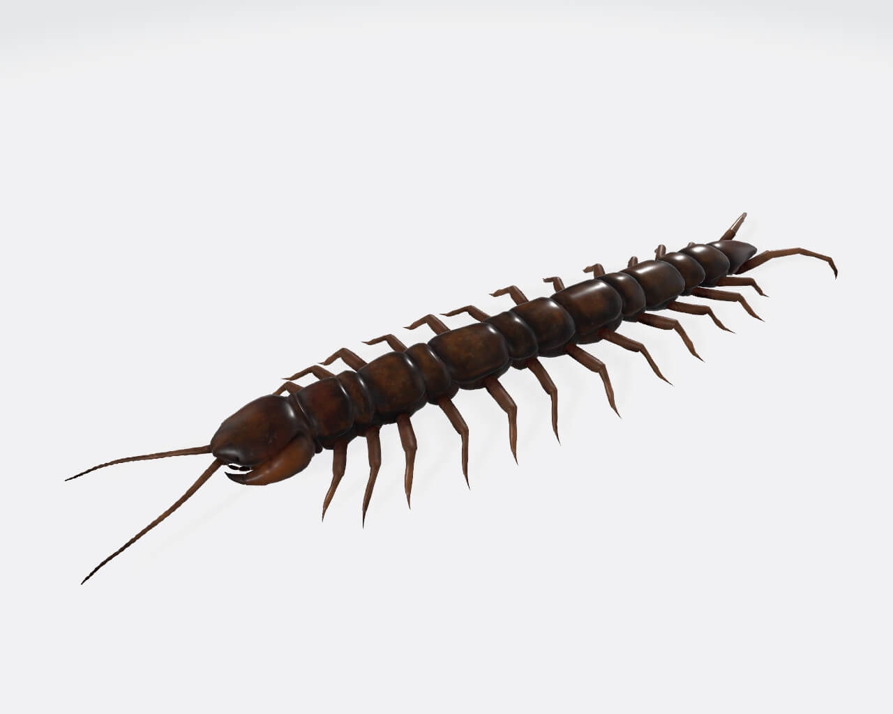 Centipede Insect Sculptures - 3D Model by dawnhurt