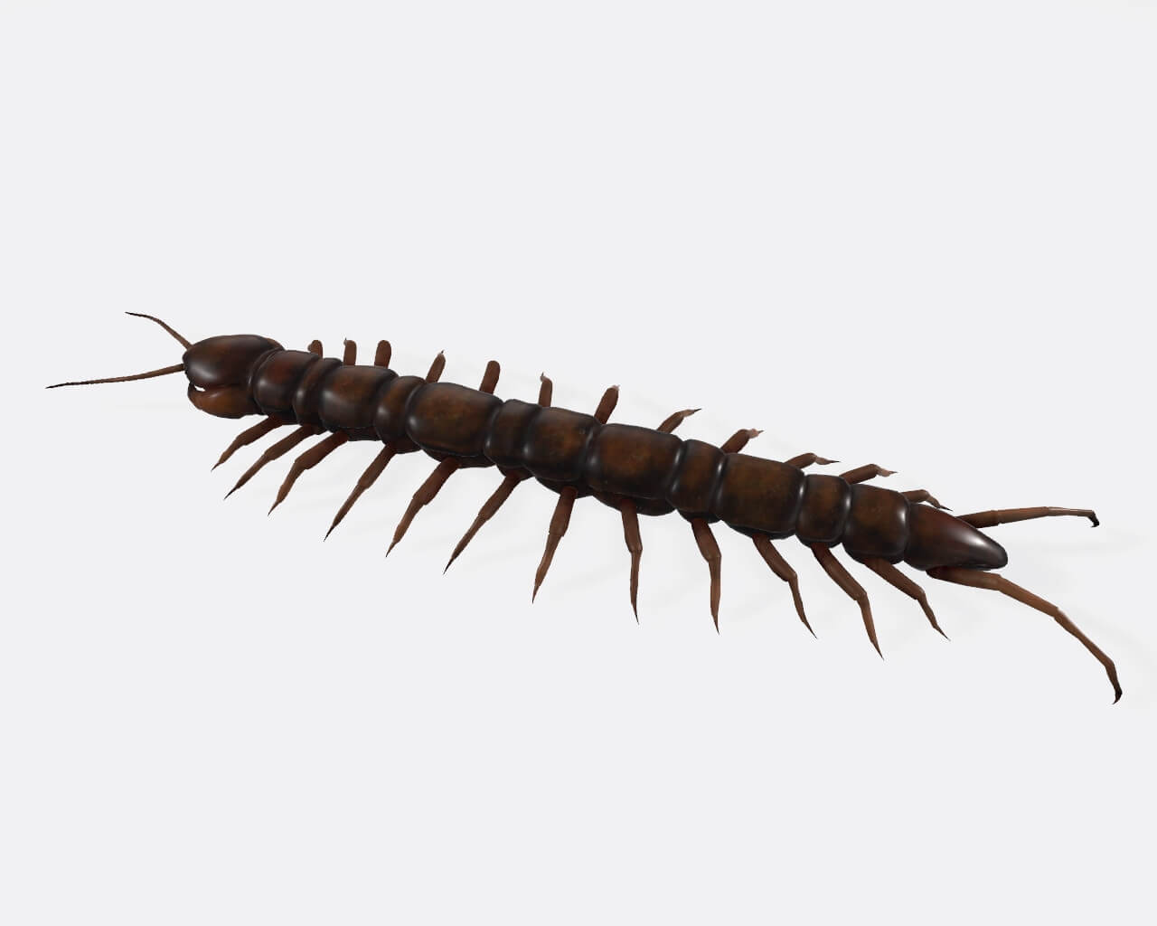 Centipede Insect Sculptures - 3D Model by dawnhurt