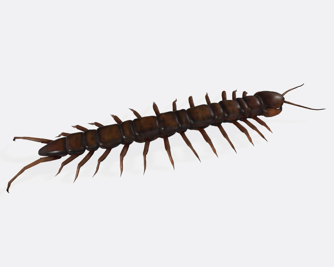 Centipede Insect Sculptures - 3D Model by dawnhurt