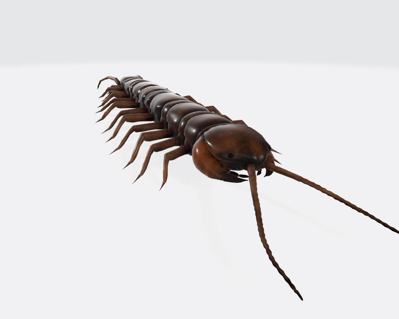 Centipede Insect Sculptures - 3D Model by dawnhurt