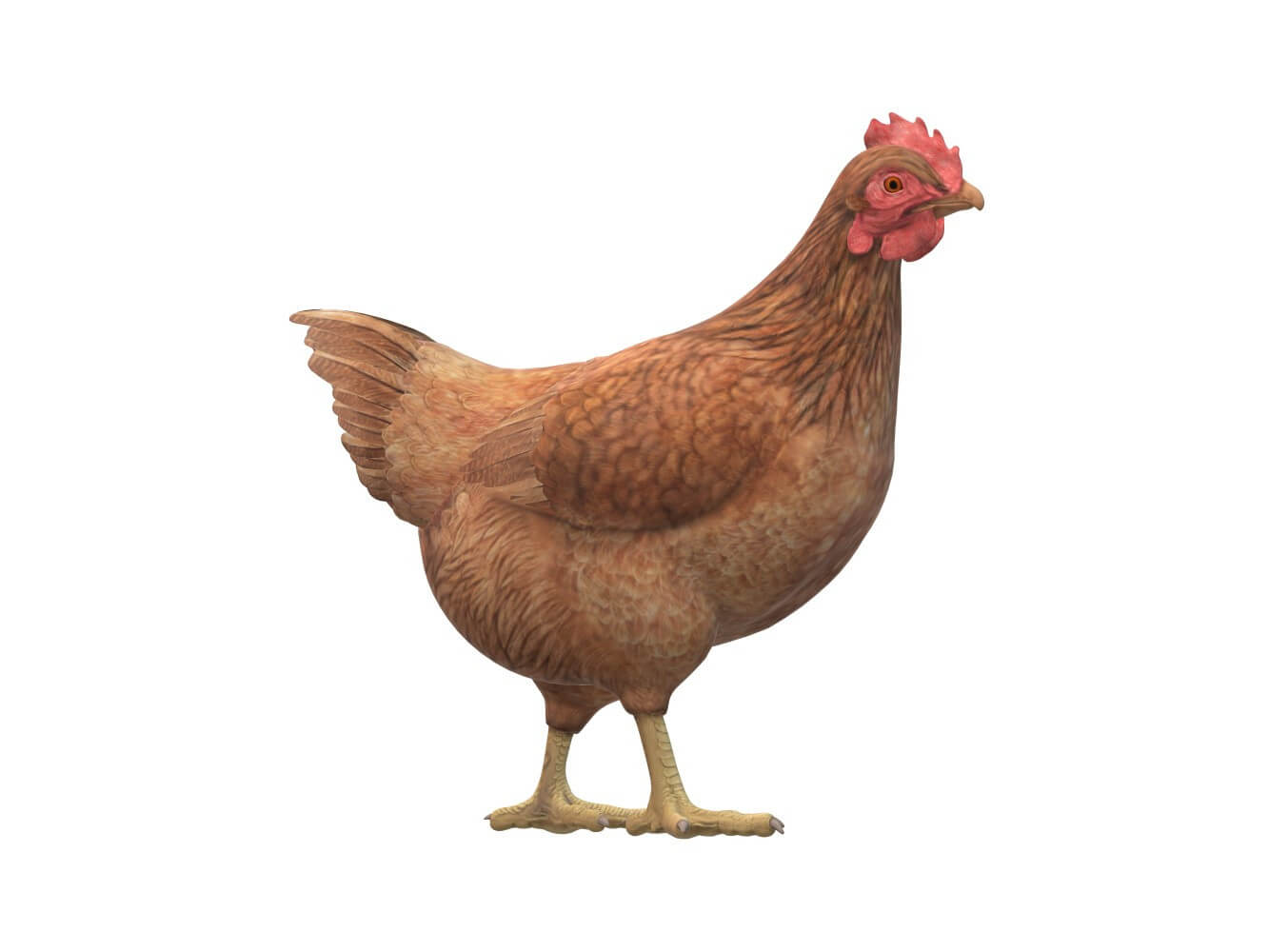 Chicken Sculptures - 3D Model by dawnhurt
