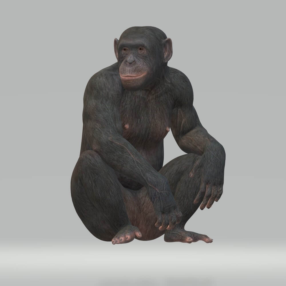 Chimpanzee - 3D Print Model by dawnhurt