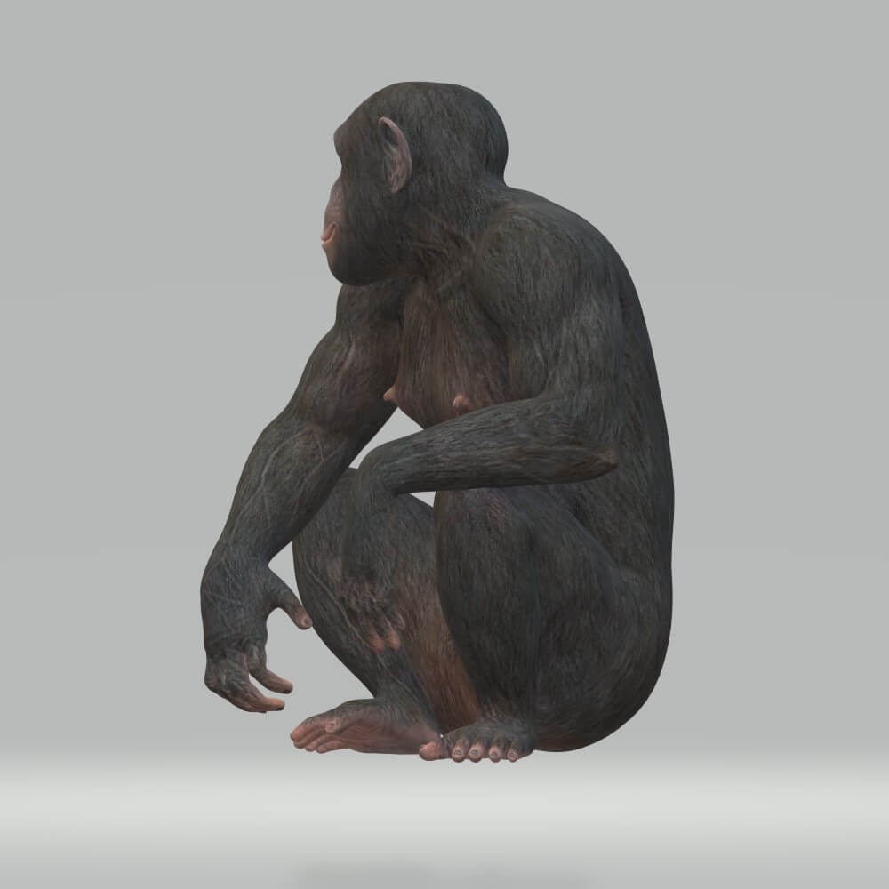 Chimpanzee - 3D Print Model by dawnhurt