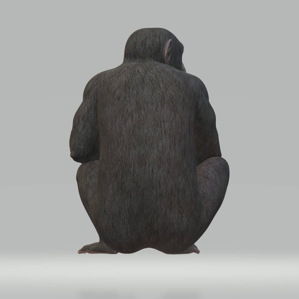 Chimpanzee - 3D Model by dawnhurt