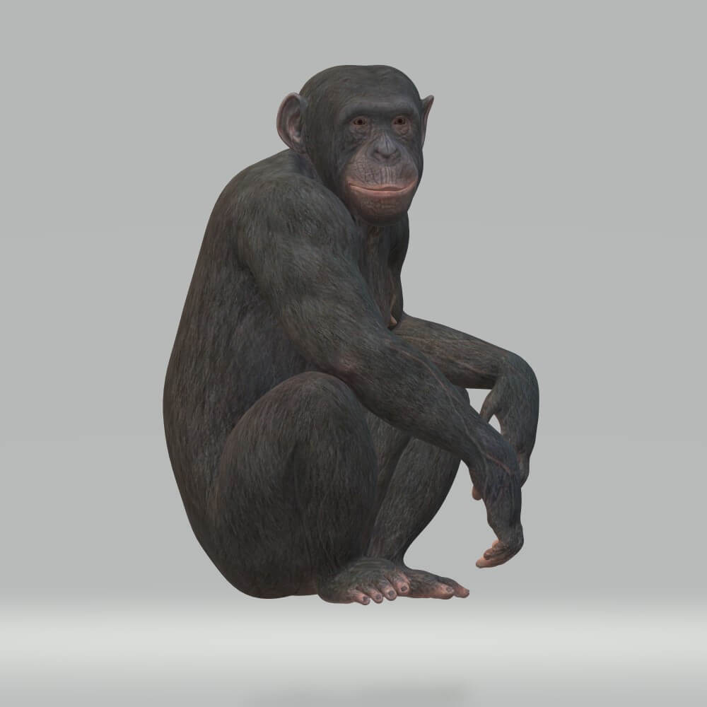 Chimpanzee - 3D Model by dawnhurt