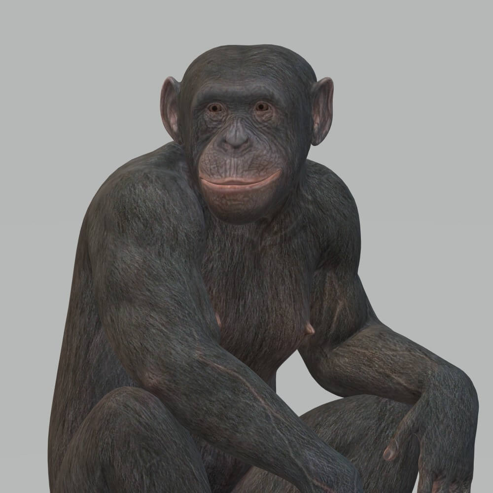 Chimpanzee - 3D Model by dawnhurt