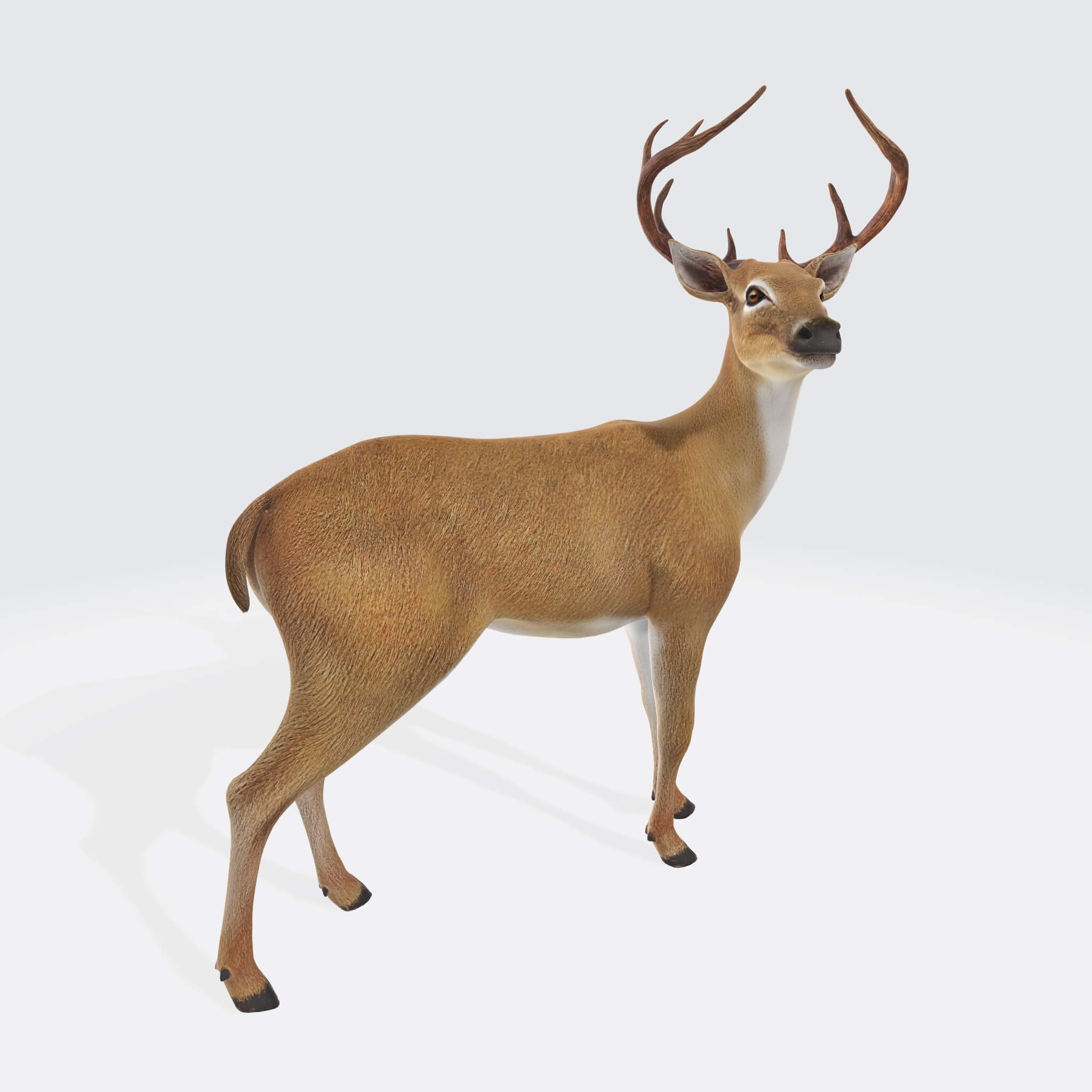 Deer Animals Statue - 3D Print Model by dawnhurt
