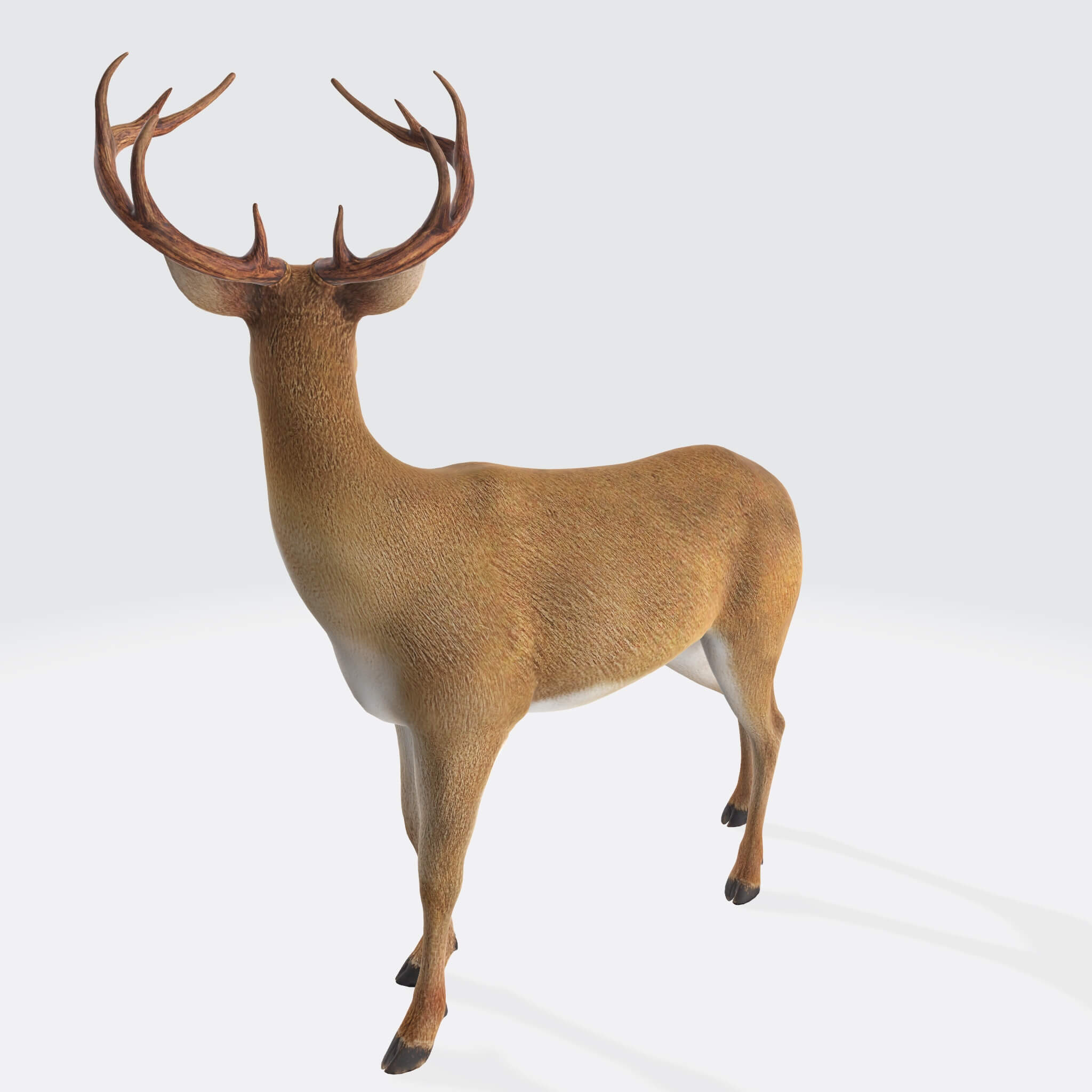 Deer Animals Statue - 3D Print Model by dawnhurt