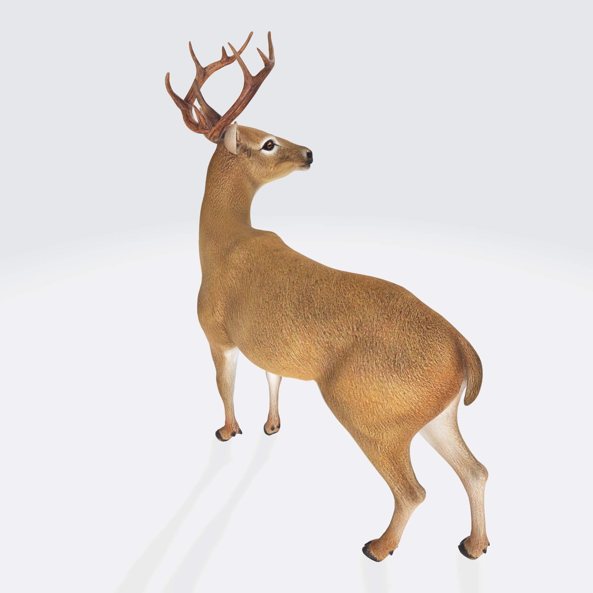 Deer Animals Statue - 3D Model by dawnhurt