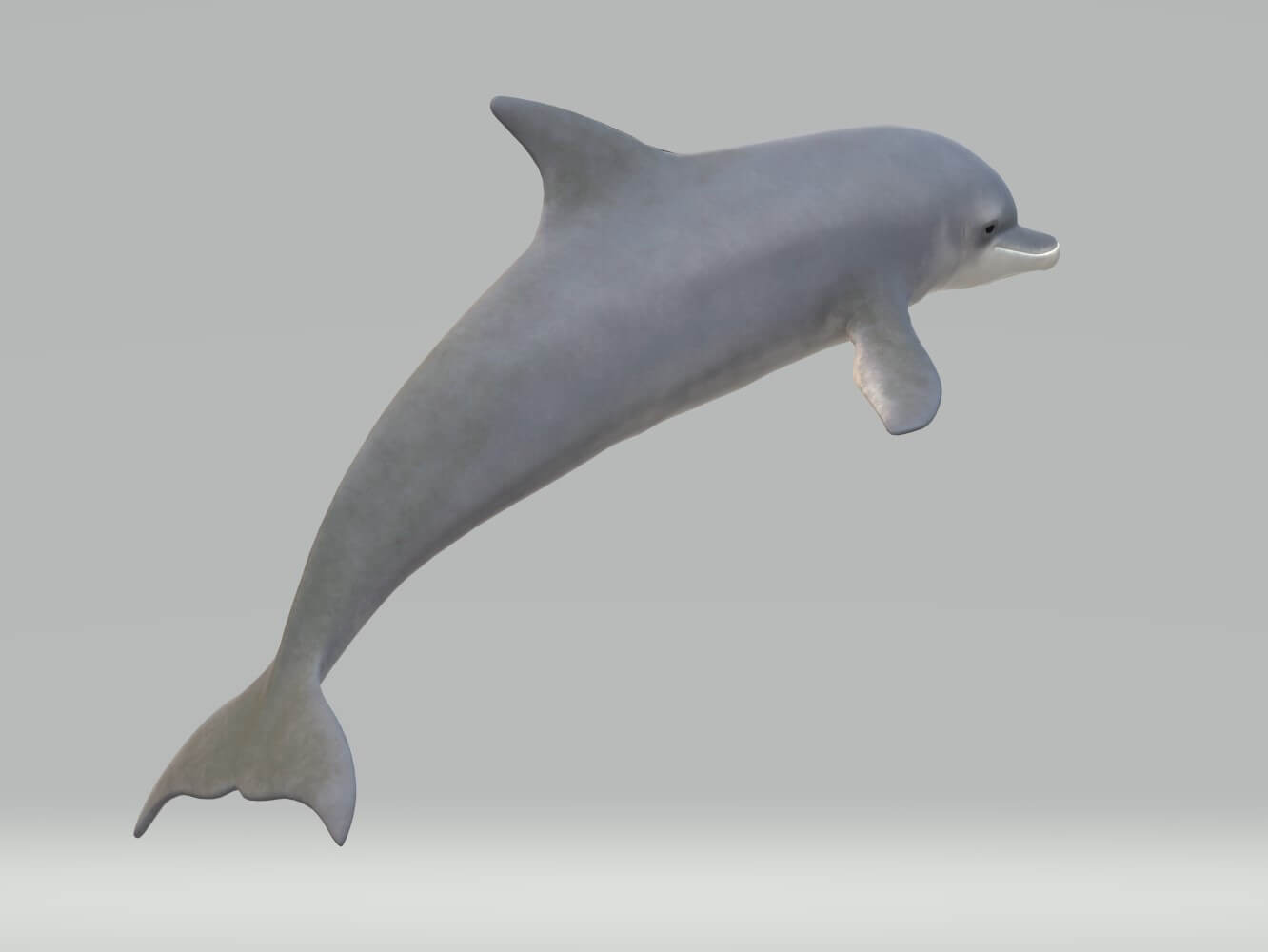 Dolphin Sculptures - Free 3D Print Model by dawnhurt