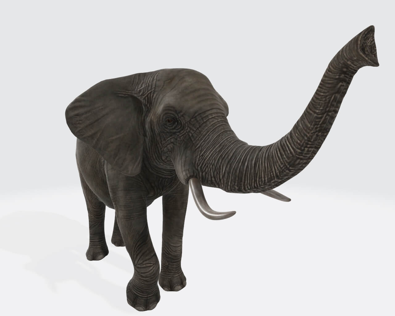 Elephant Animal - 3D Model by dawnhurt