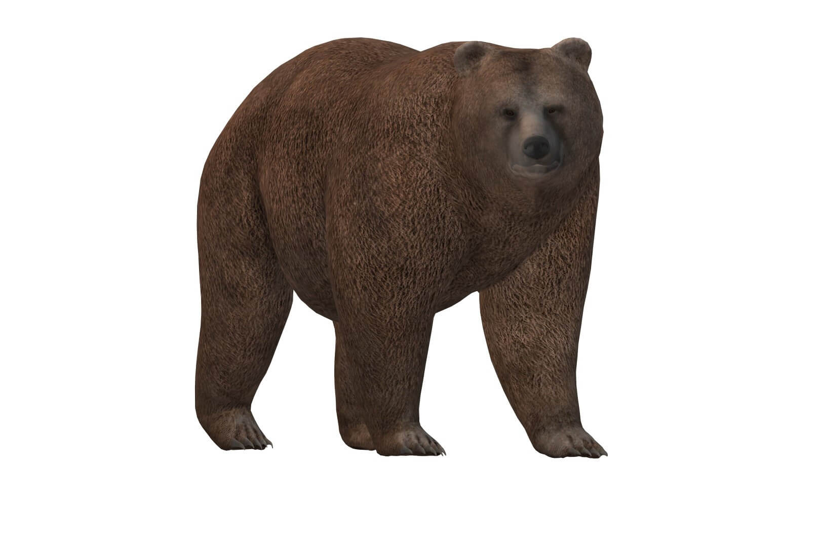 Fat Brown Bear - 3D Model by dawnhurt