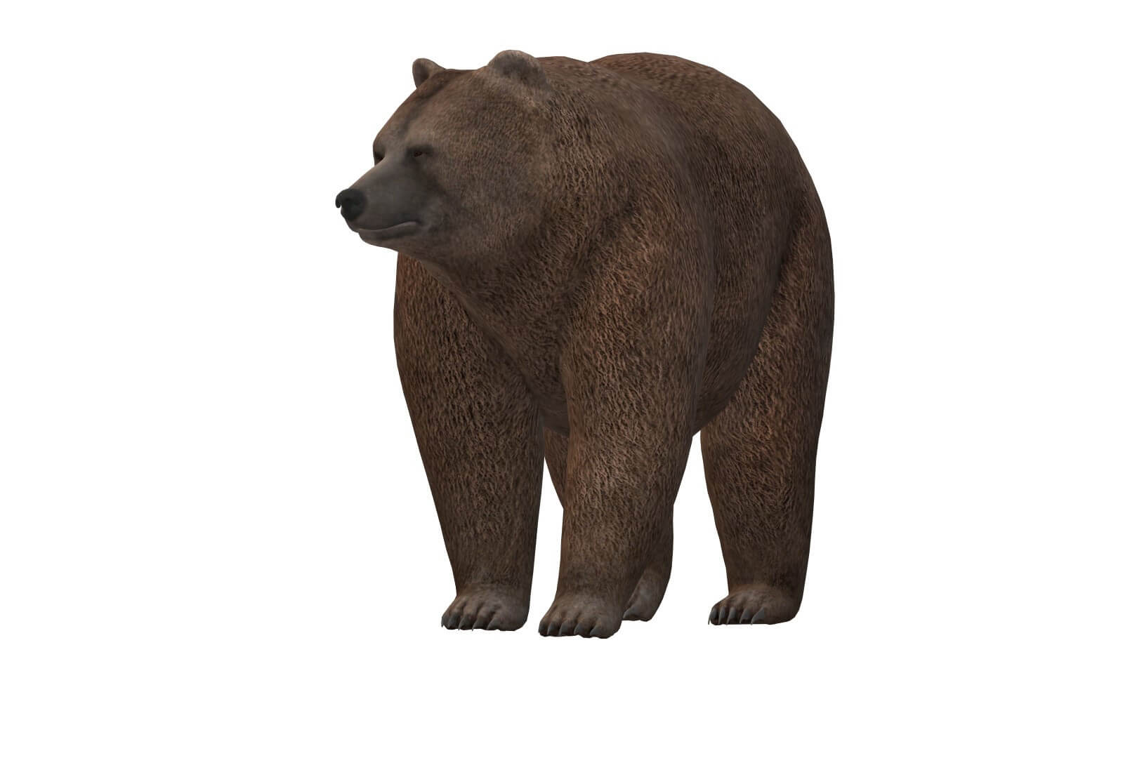 Fat Brown Bear - 3D Model by dawnhurt