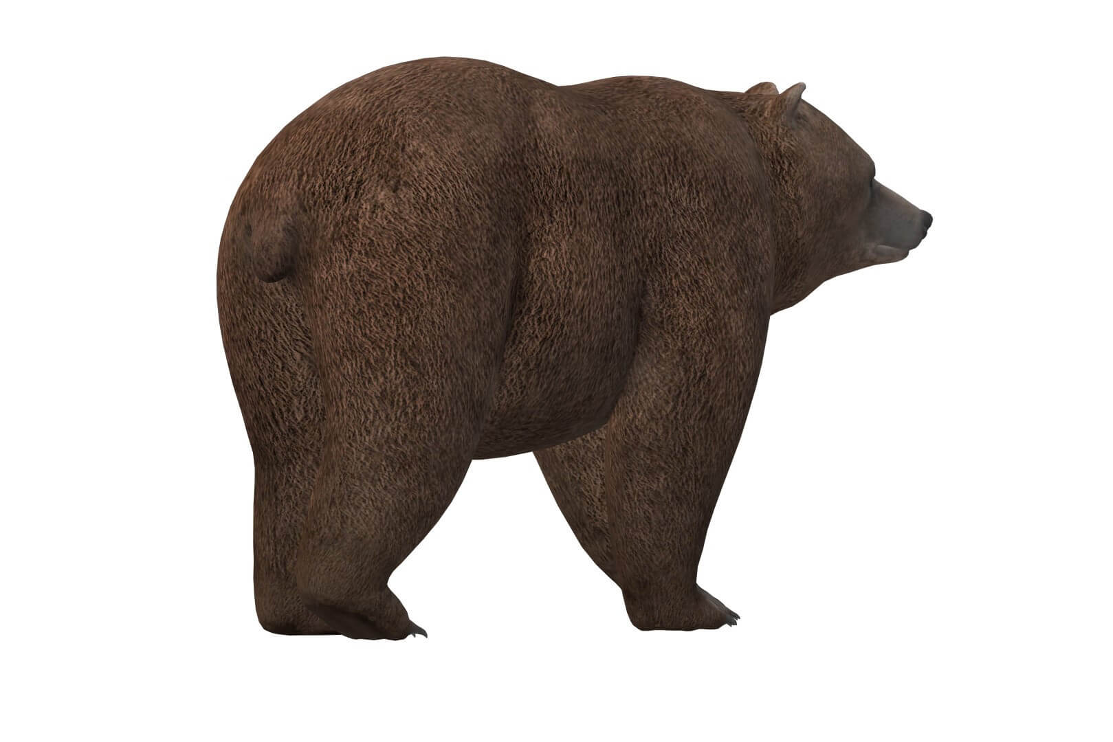 Fat Brown Bear - 3D Model by dawnhurt