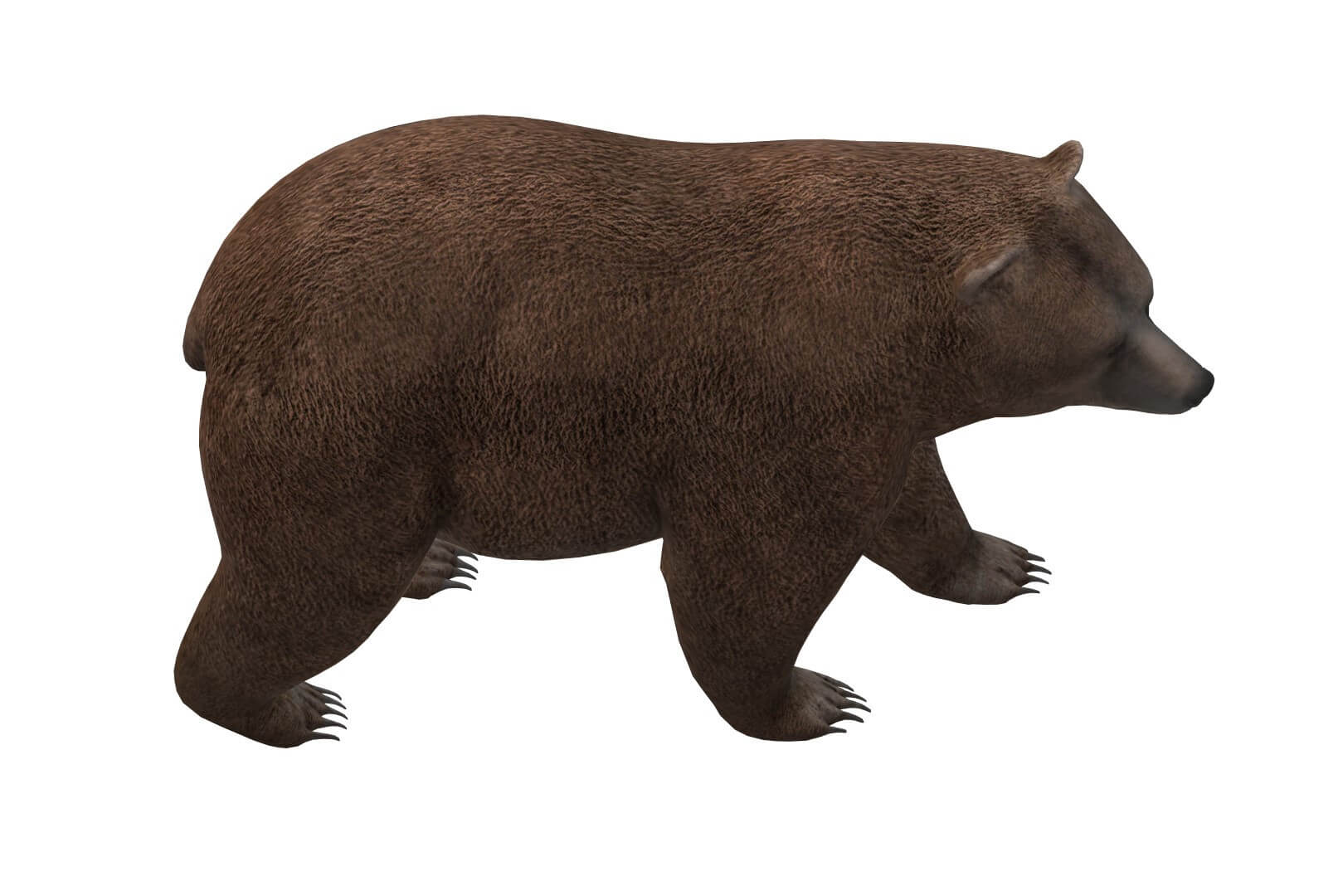 Fat Brown Bear - 3D Model by dawnhurt