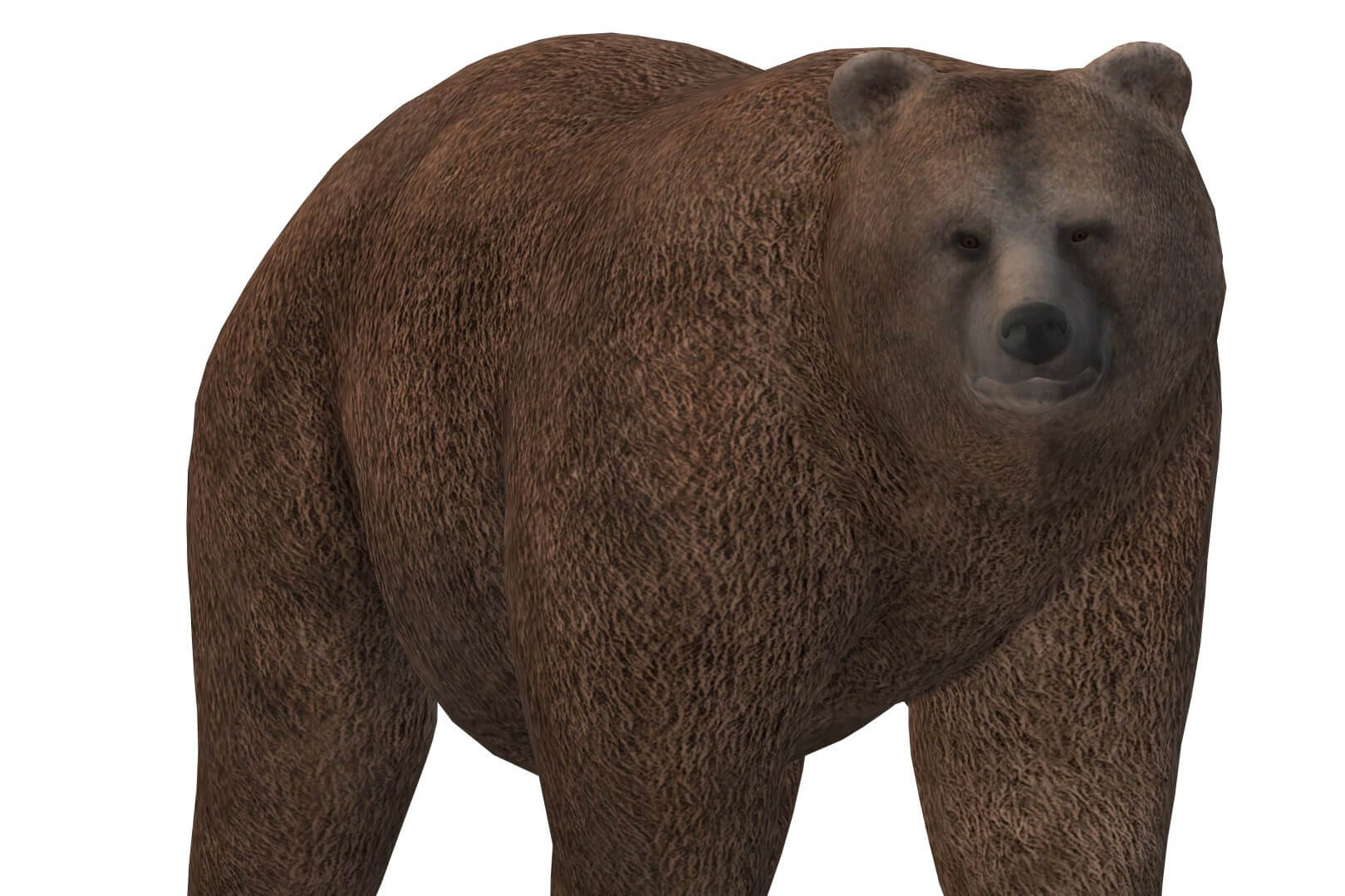Fat Brown Bear - 3D Model by dawnhurt