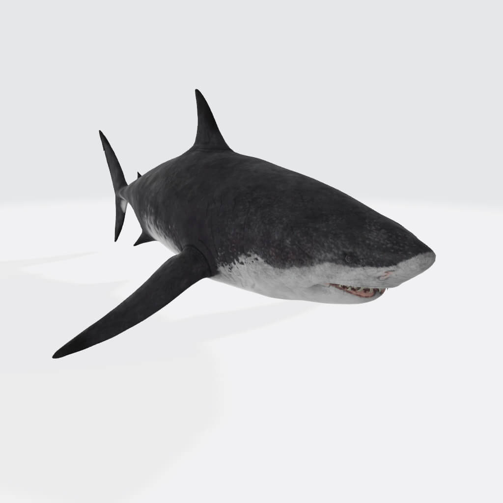Megalodon Shark 3D Model Ready to Print 3D Render by dawnhurt