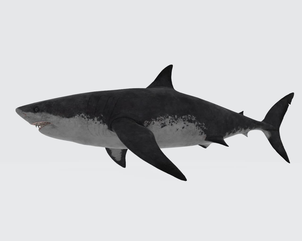 Megalodon Shark 3D Model Ready to Print 3D Render by dawnhurt