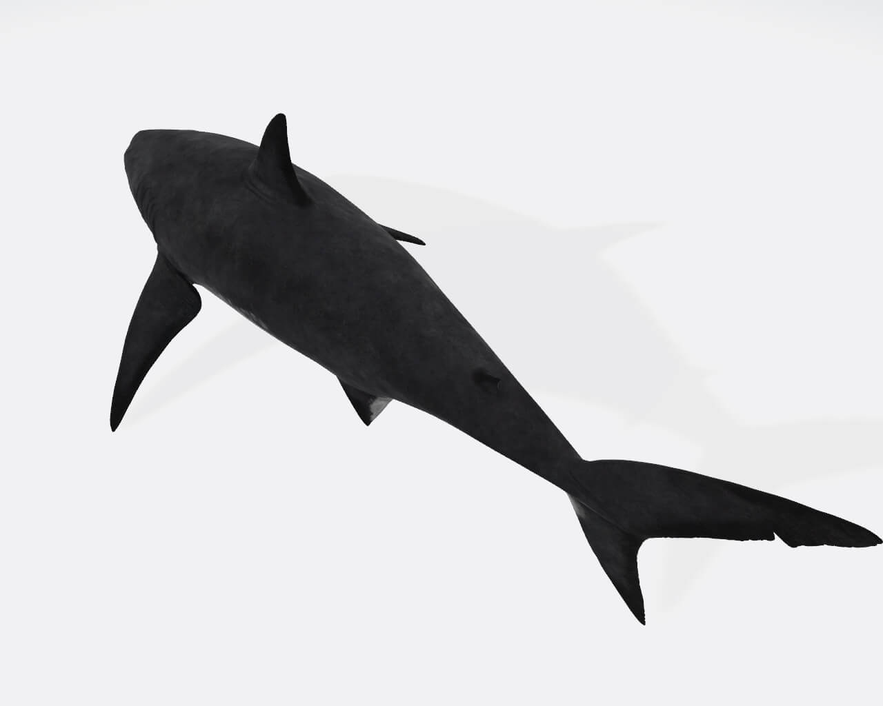Megalodon Shark 3D Model Ready to Print 3D Render by dawnhurt
